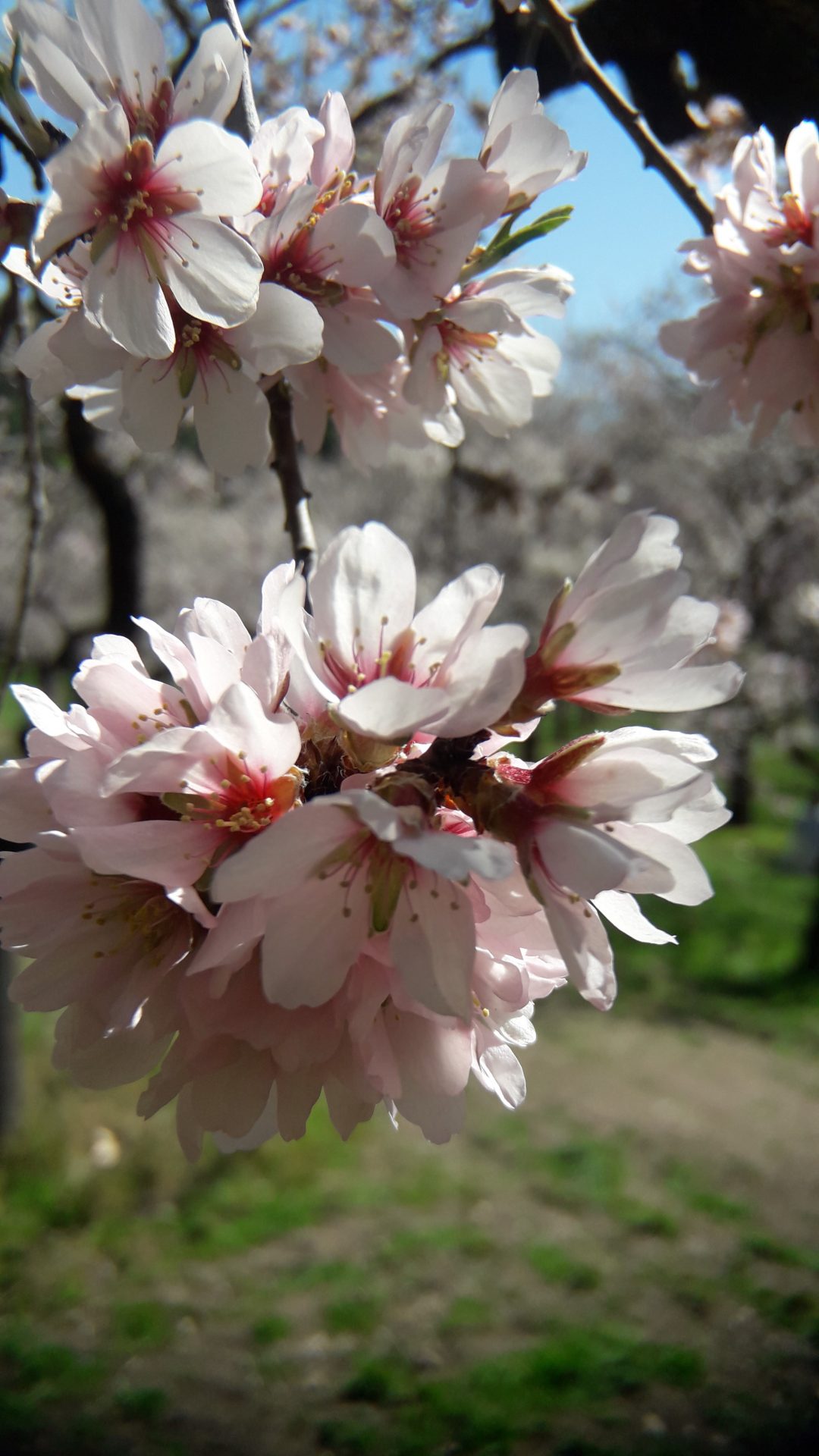 Almendros en flor en la Quinta de los Molinos (2021)